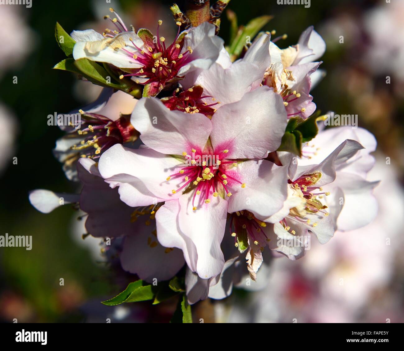 spring tree with pink blossoms Stock Photo - Alamy