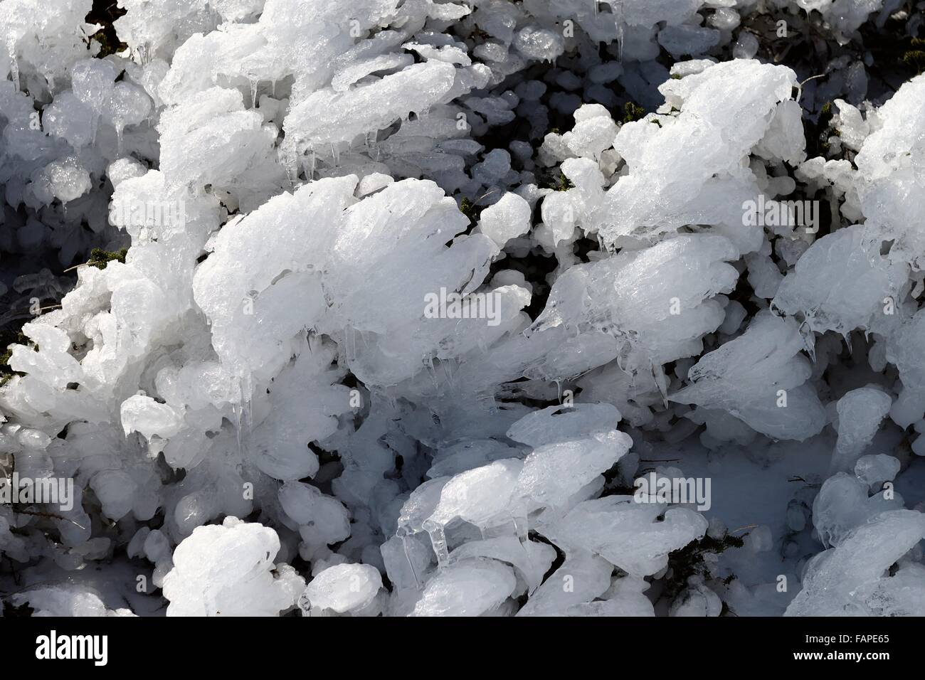 Thick ice on pine branches Stock Photo - Alamy