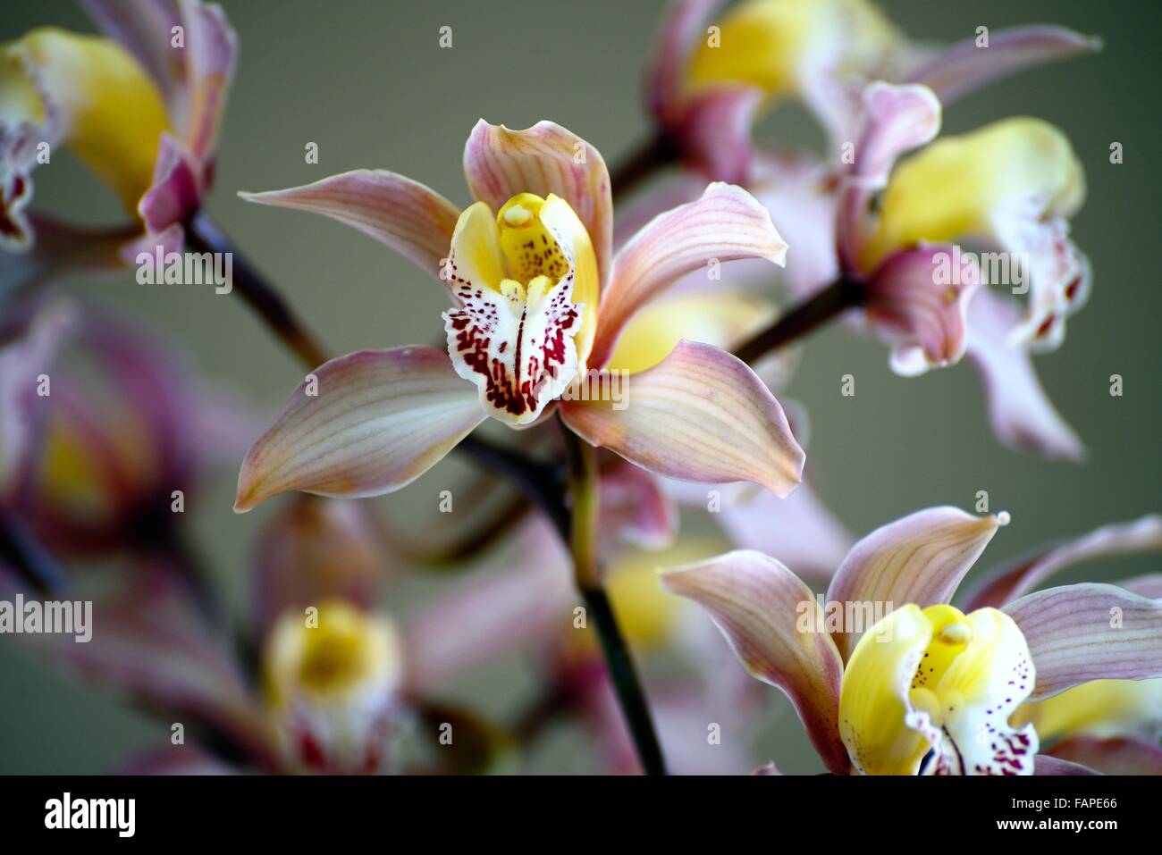 Yellow Orchid Flower Stock Photo - Alamy
