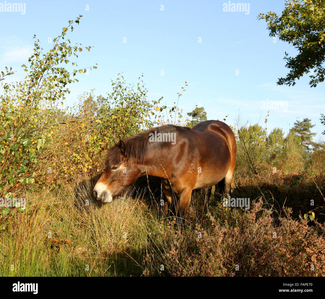 Devon wild animals hi-res stock photography and images - Alamy