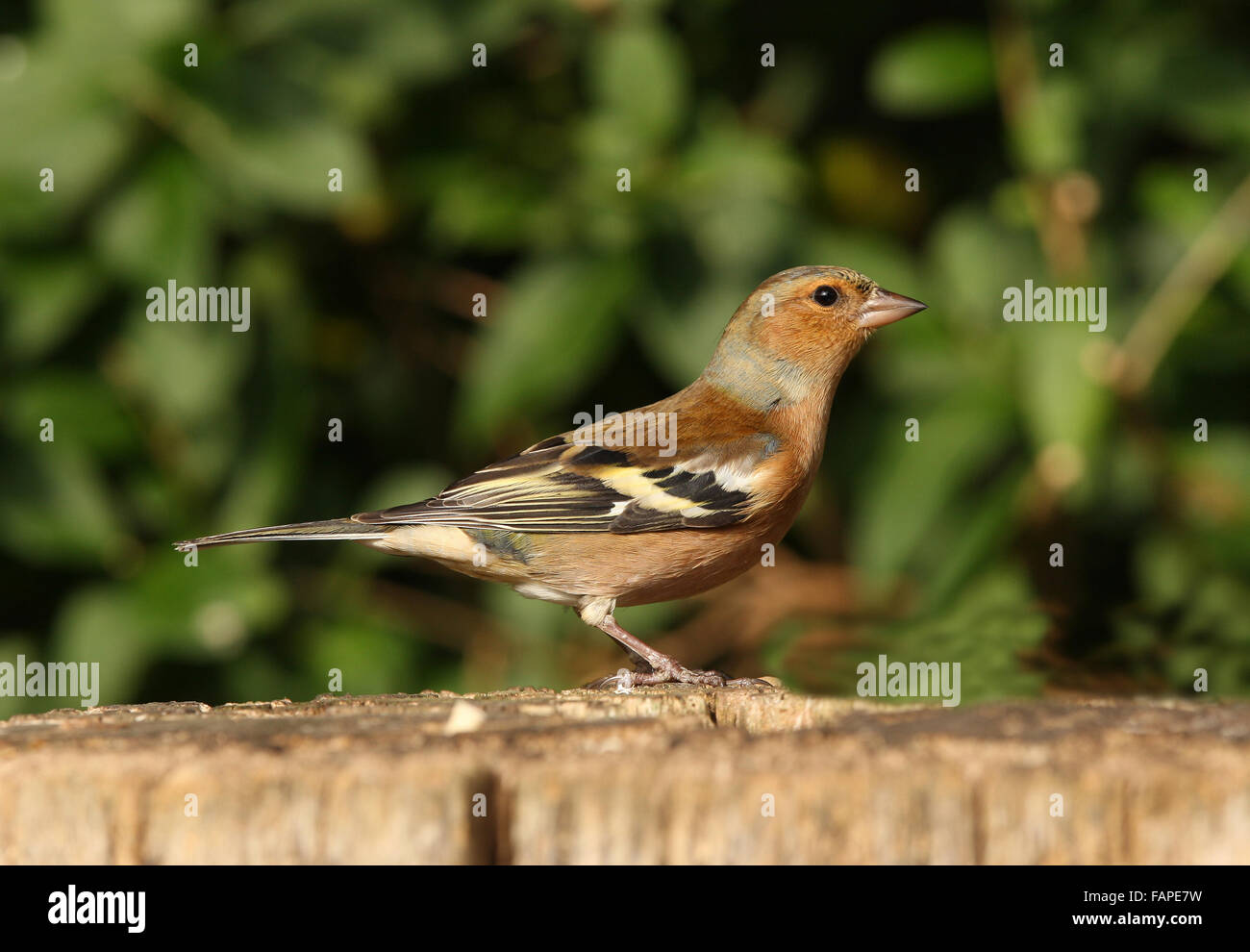 Male chaffinch in tree hi-res stock photography and images - Alamy
