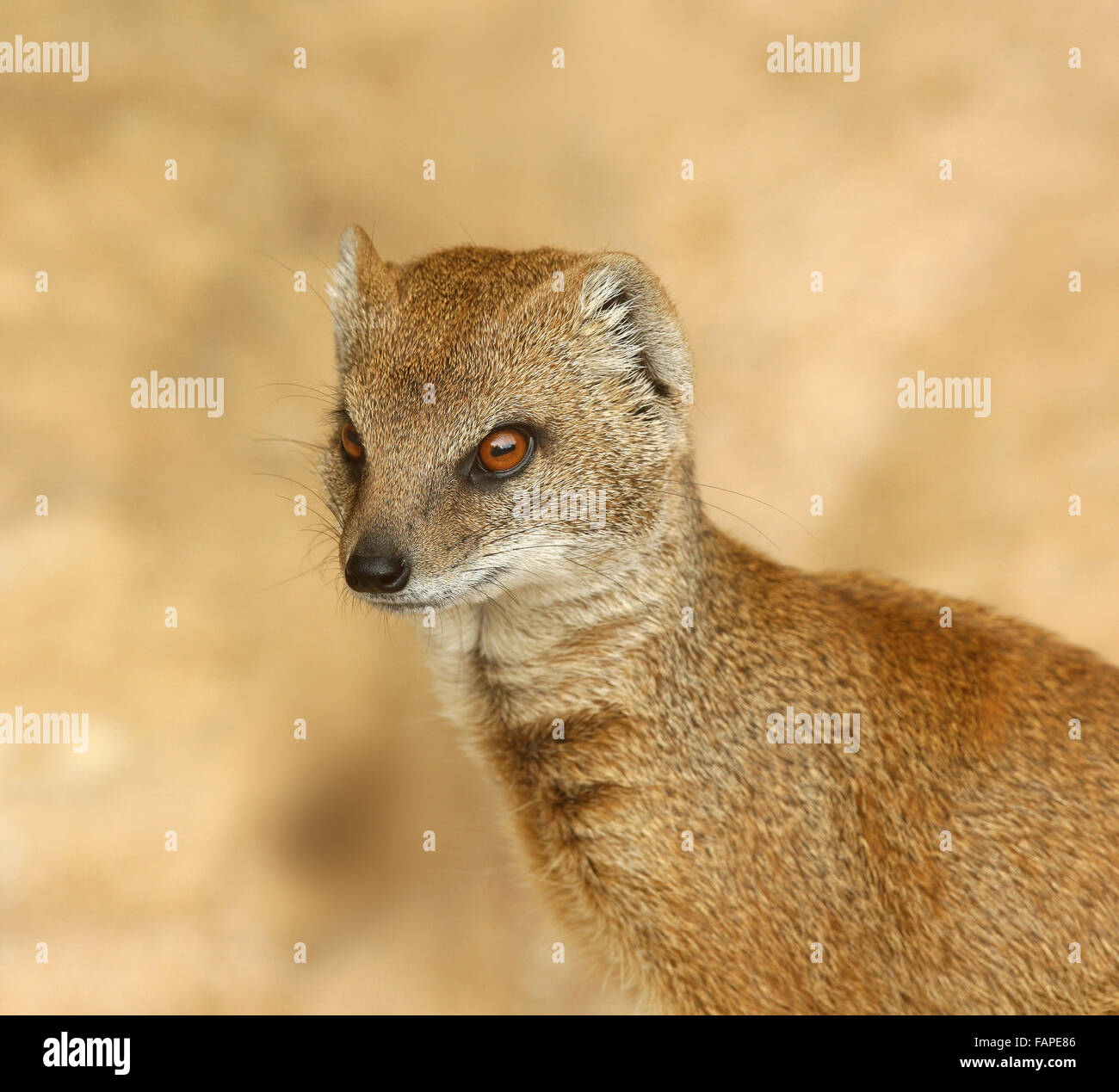 Cute mongoose hi-res stock photography and images - Alamy