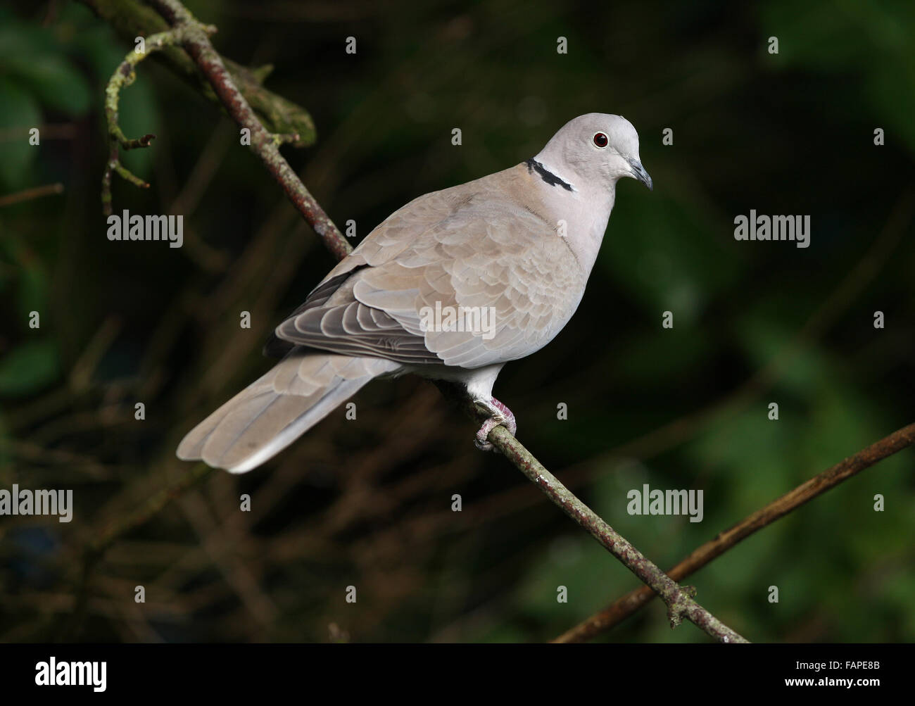 Portrait of a Collared Dove Stock Photo - Alamy