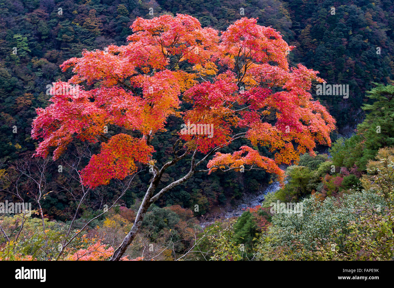Tree fall hi-res stock photography and images - Alamy