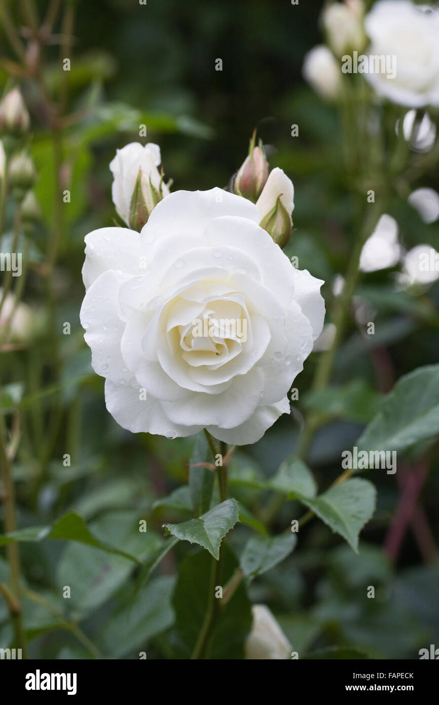 Climbing rose hi-res stock photography and images - Alamy