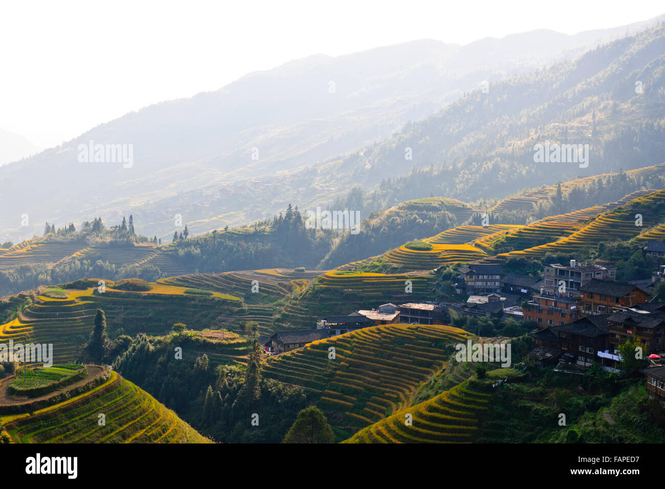 Longji Rice Terraces,Dazhai Villages, Surrounding Area,Rice Crops ...