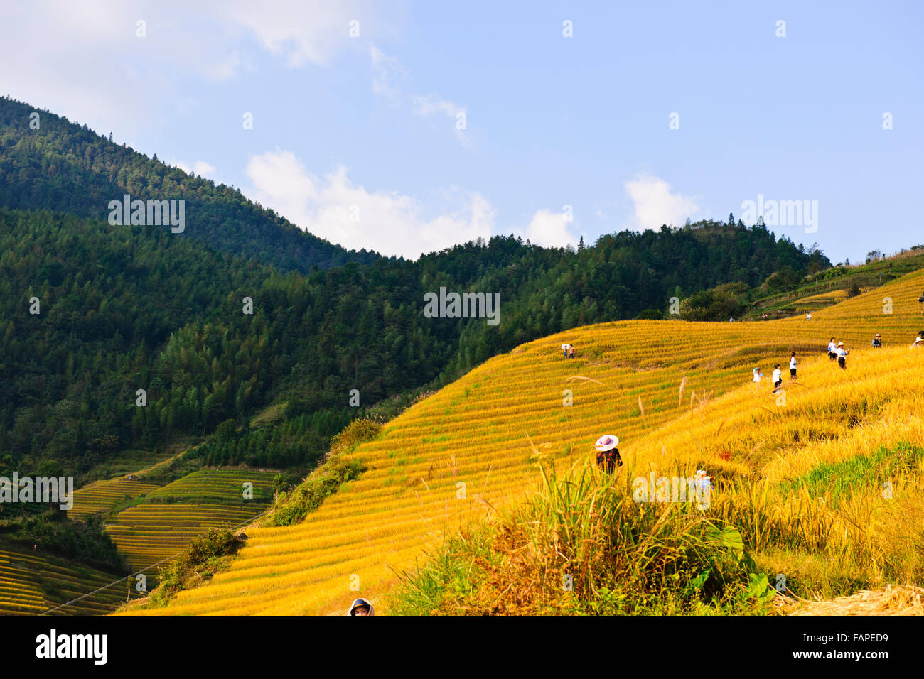 Longji Rice Terraces,Dazhai Villages, Surrounding Area,Rice Crops ...