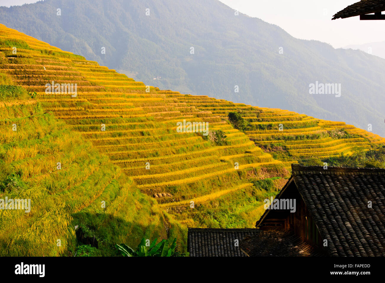 Longji Rice Terraces,Dazhai Villages, Surrounding Area,Rice Crops ...