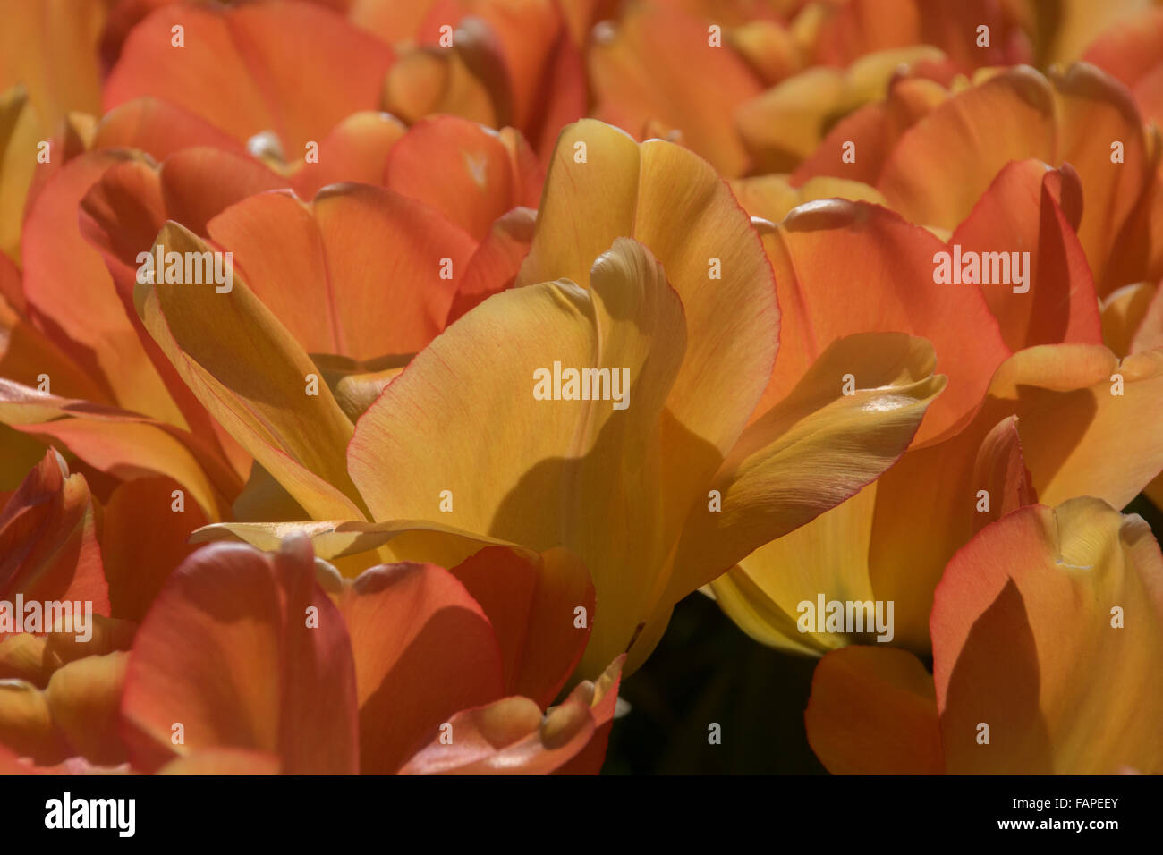 Closeup of yellow-orange tulips Stock Photo - Alamy