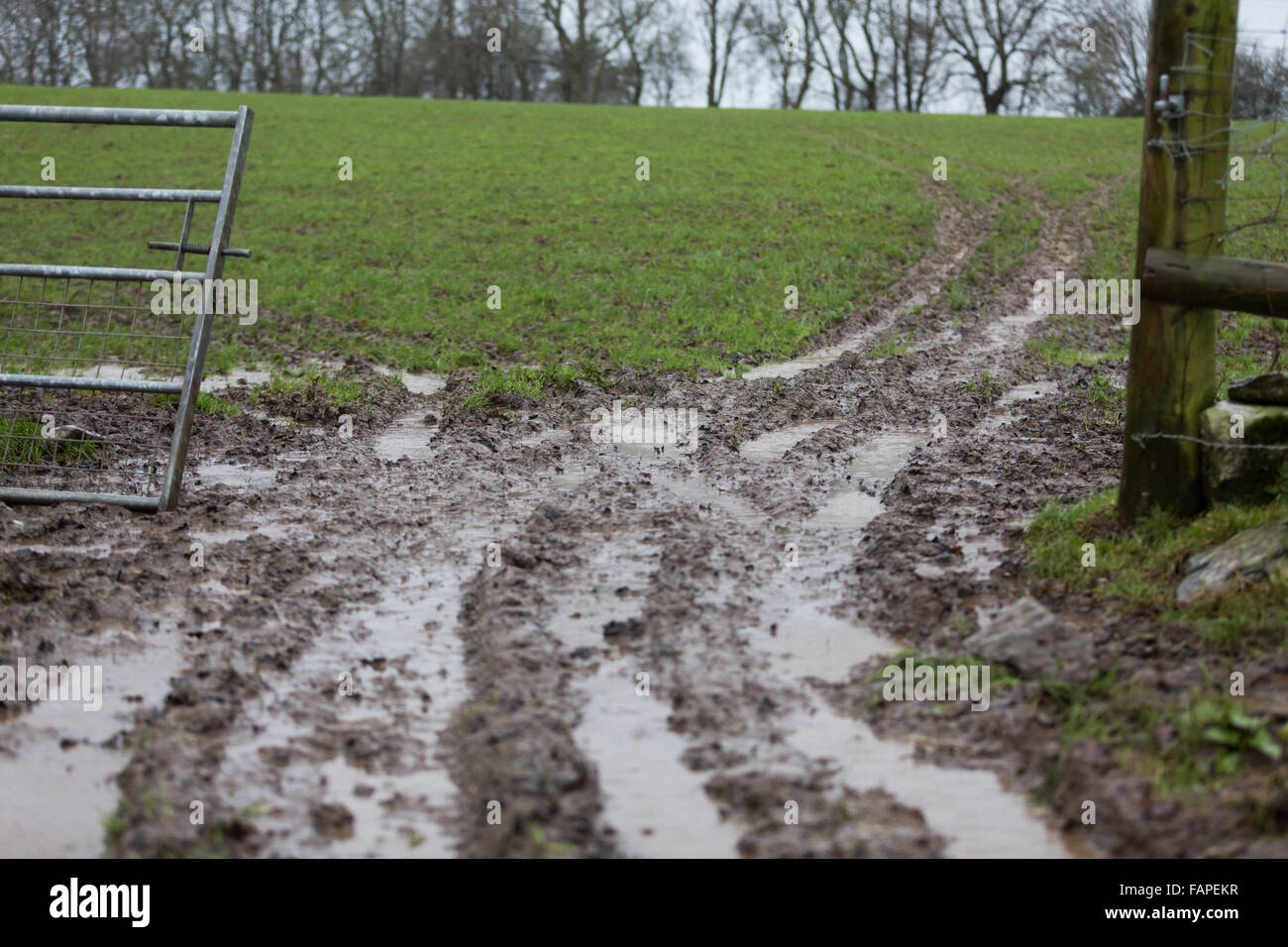 muddy waterlogged gateway into a field Stock Photo - Alamy