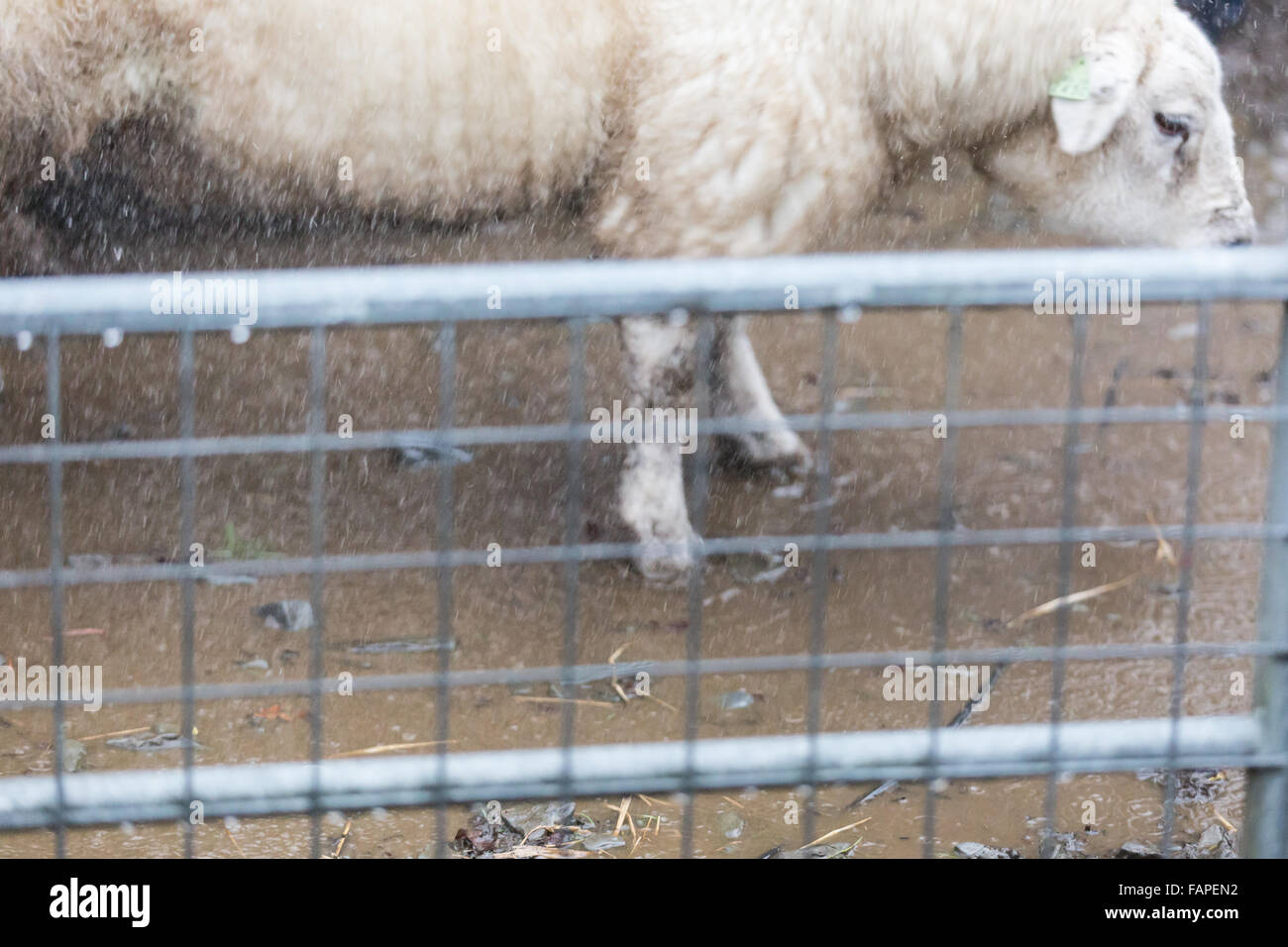 sheep in pen while raining Stock Photo - Alamy