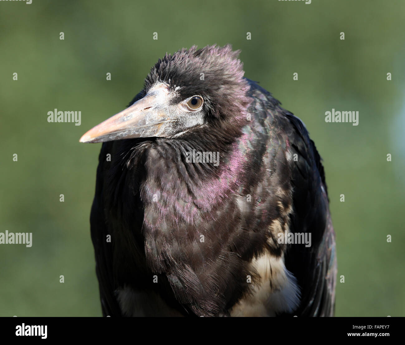 Portrait of an Abdim's Stork Stock Photo - Alamy