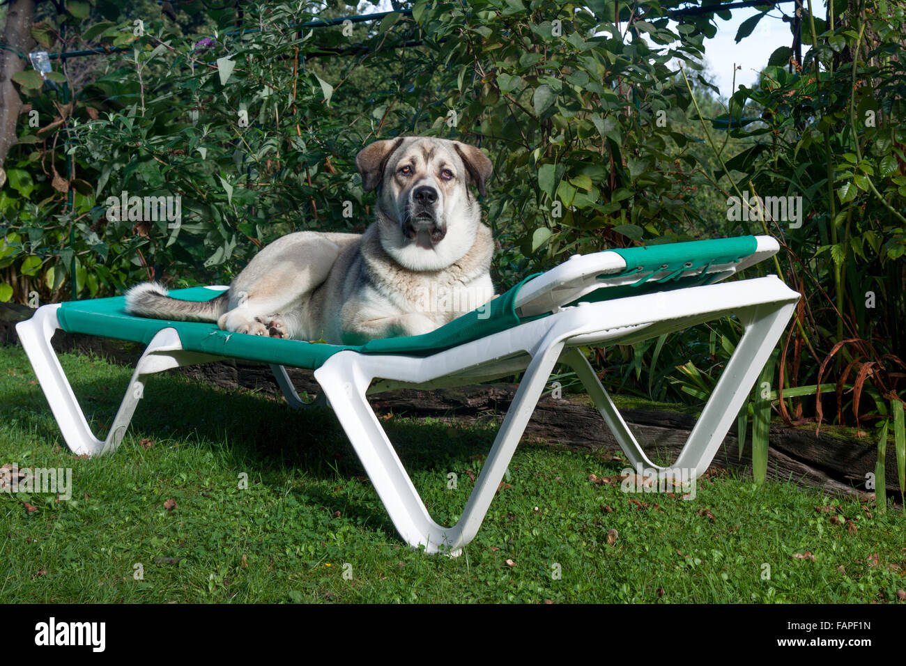 a horizontal frontal view of a mastiff laying down on a hammock Stock ...