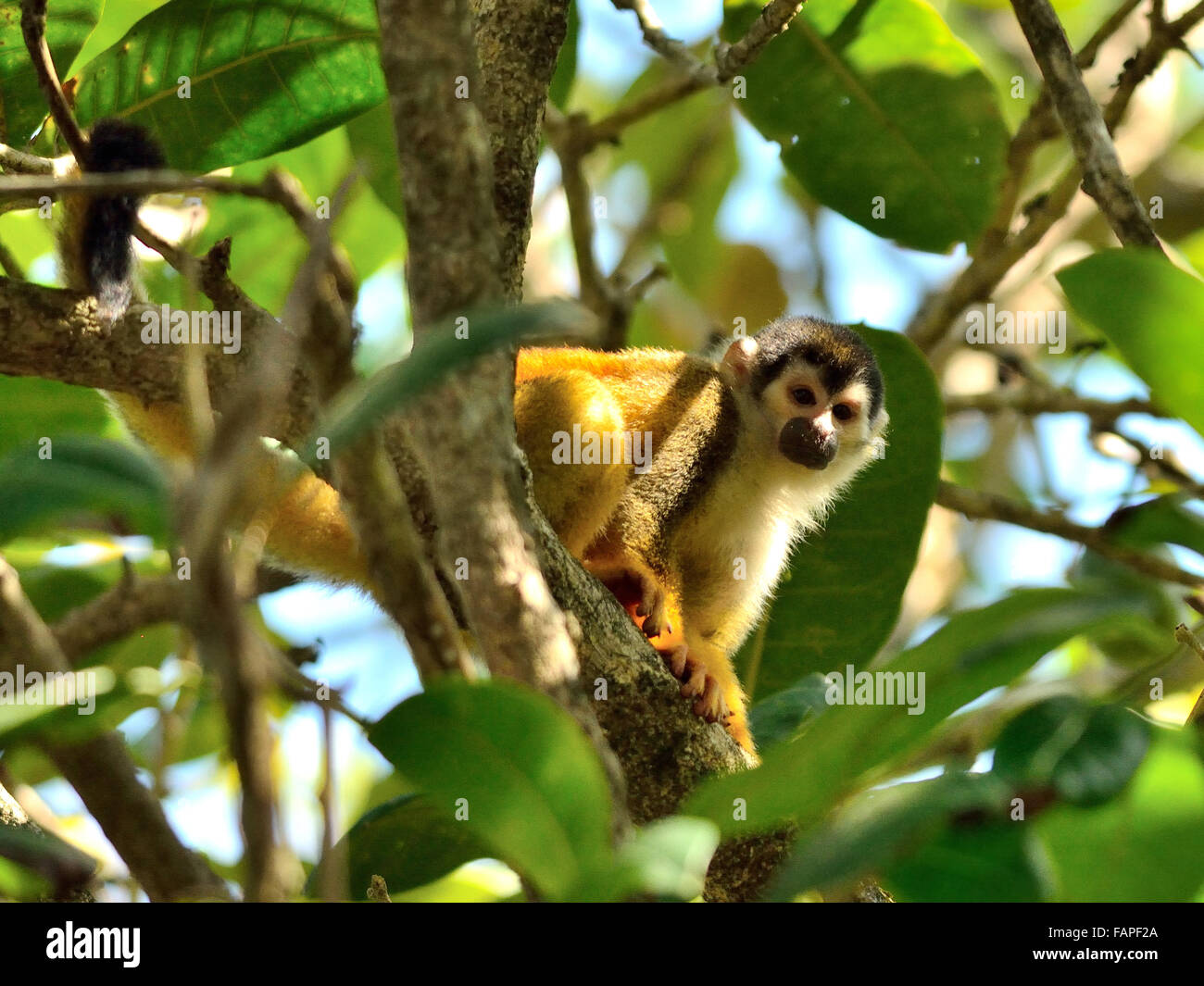 Squirrel monkey in Corcovado National Park Costa Rica Stock Photo - Alamy