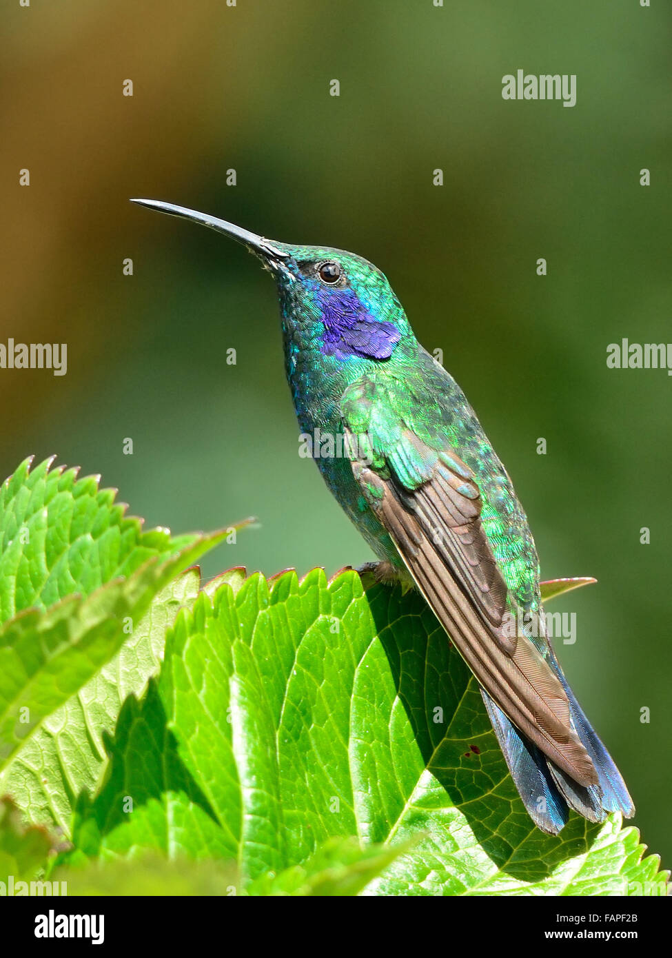 Green crowned brilliant hummingbird hi-res stock photography and images ...