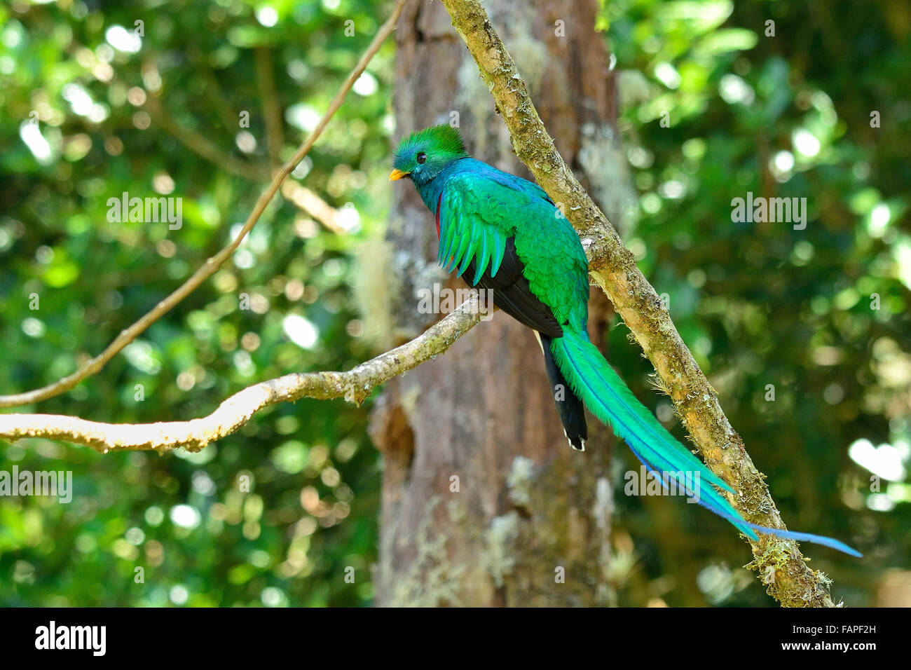 Monteverde cloud forest reserve quetzal hi-res stock photography and ...
