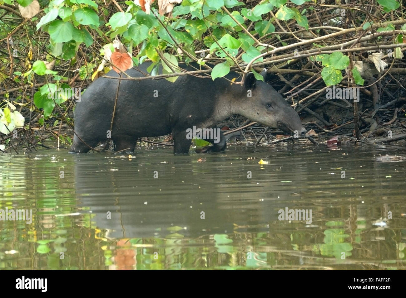 Sirena tapir costa rica hi-res stock photography and images - Alamy