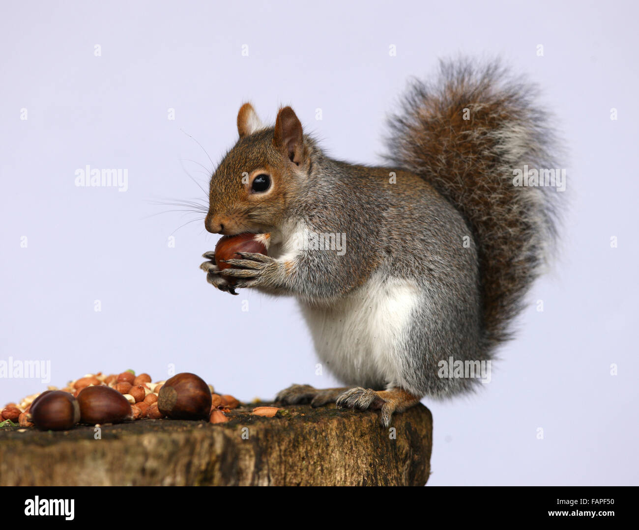 Portrait of a Grey Squirrel eating nuts on a tree stump in autumn Stock ...