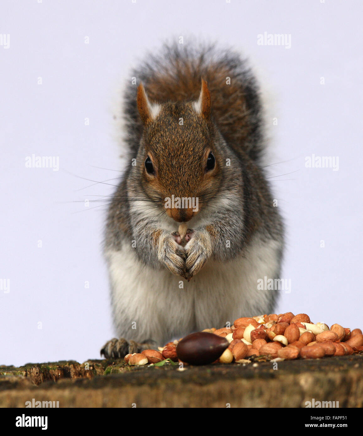 Squirrel eating nuts hi-res stock photography and images - Alamy