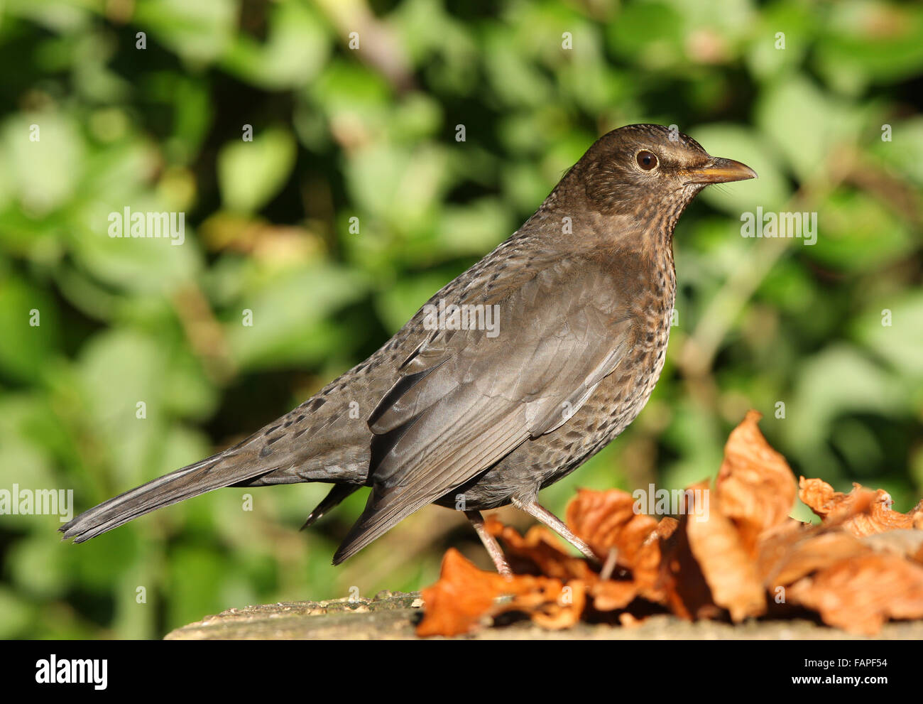Blackbird in nature hi-res stock photography and images - Alamy