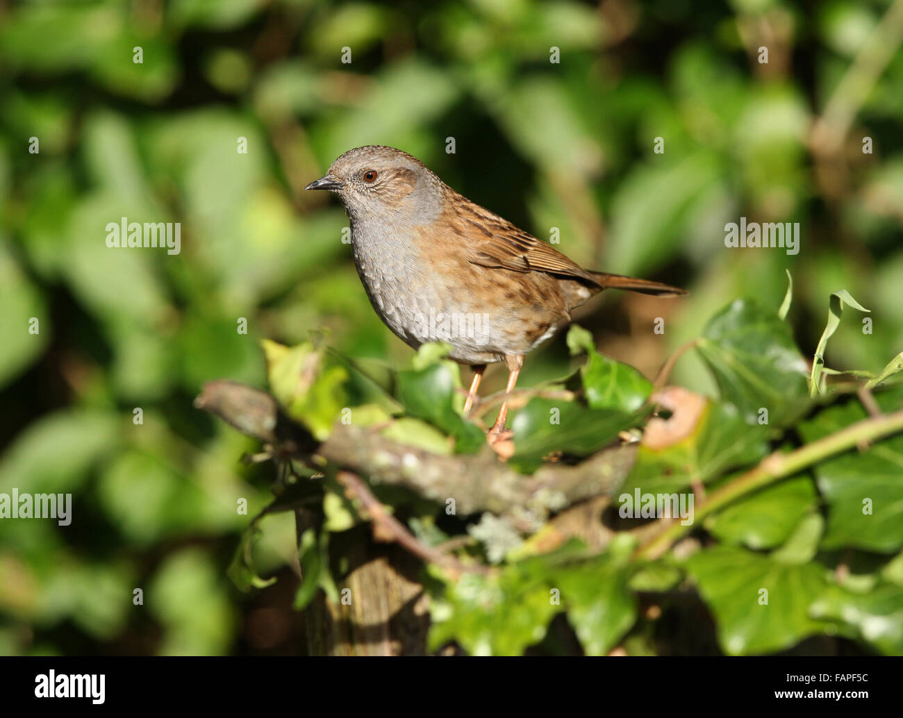 Portrait of a Dunnock Stock Photo - Alamy