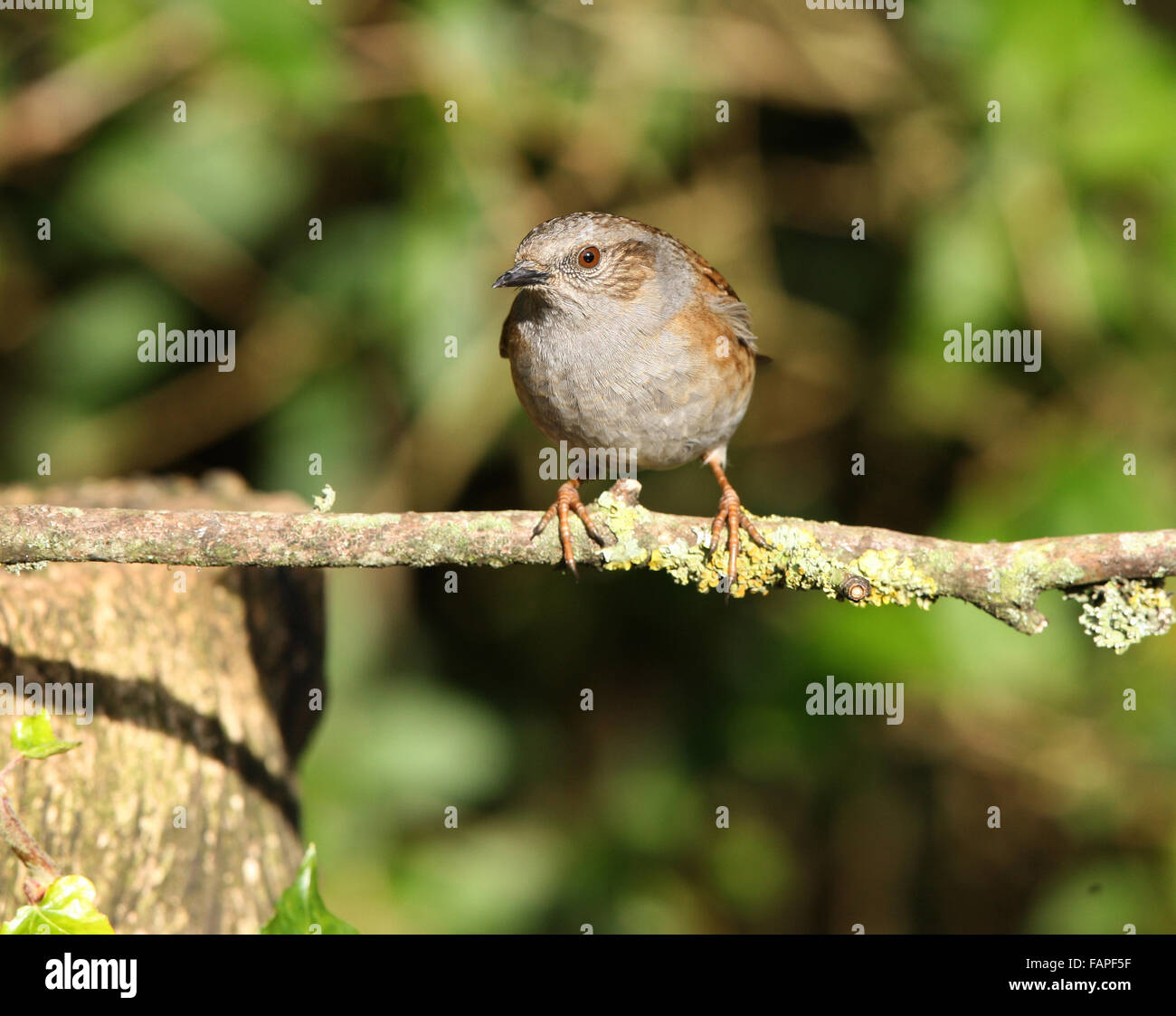Dunnock portrait hi-res stock photography and images - Alamy
