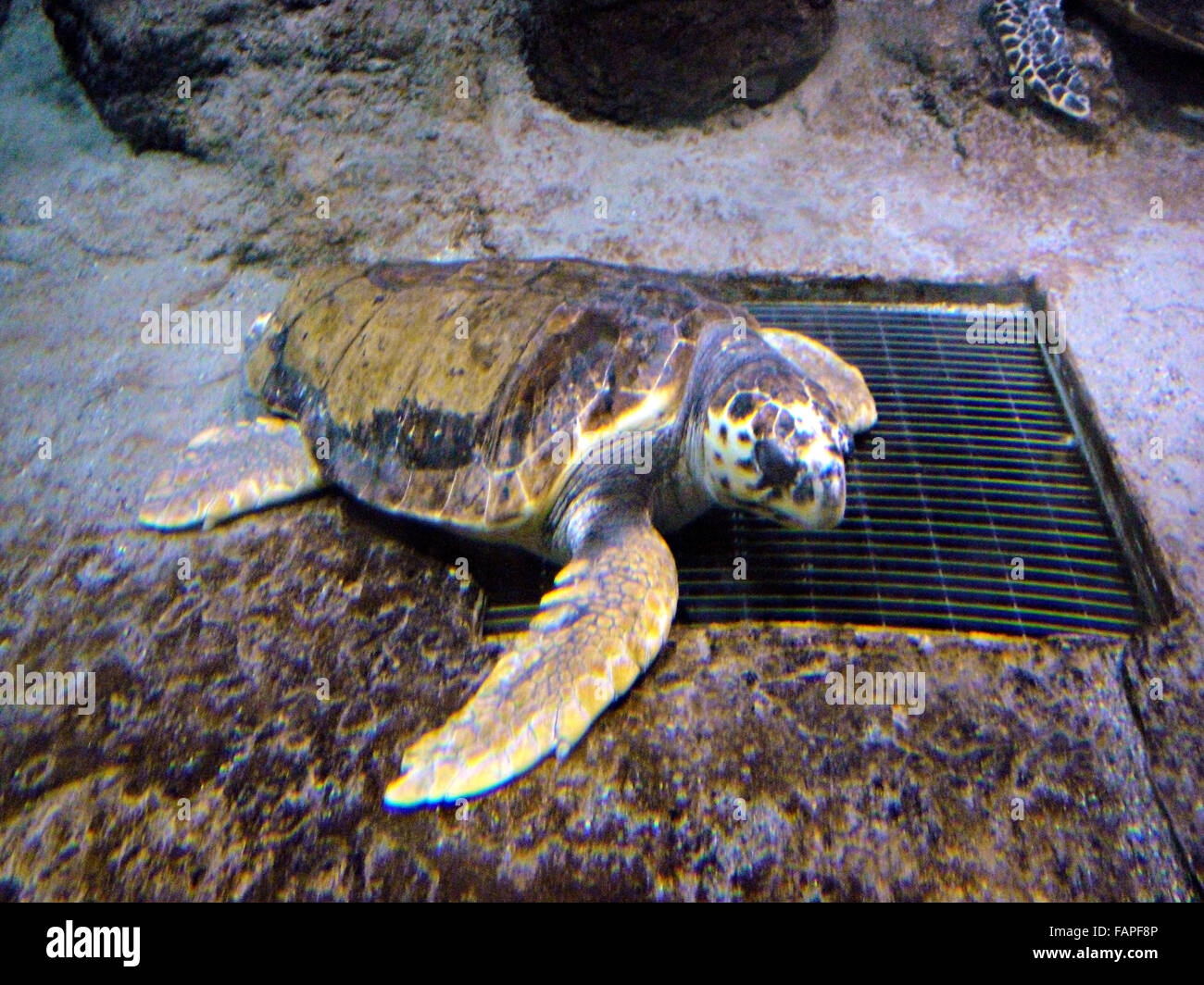 The turtles in the natural habitat Stock Photo - Alamy