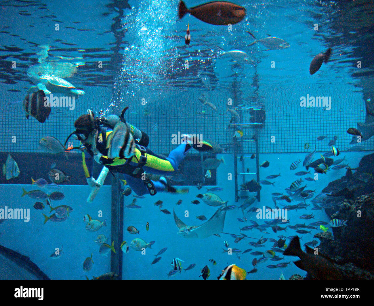 Diving inside of pool of fish Stock Photo - Alamy