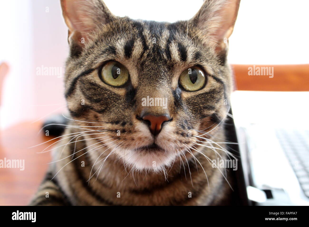 Gorgeous markings in pretty tiger kitty with big green eyes sitting on ...