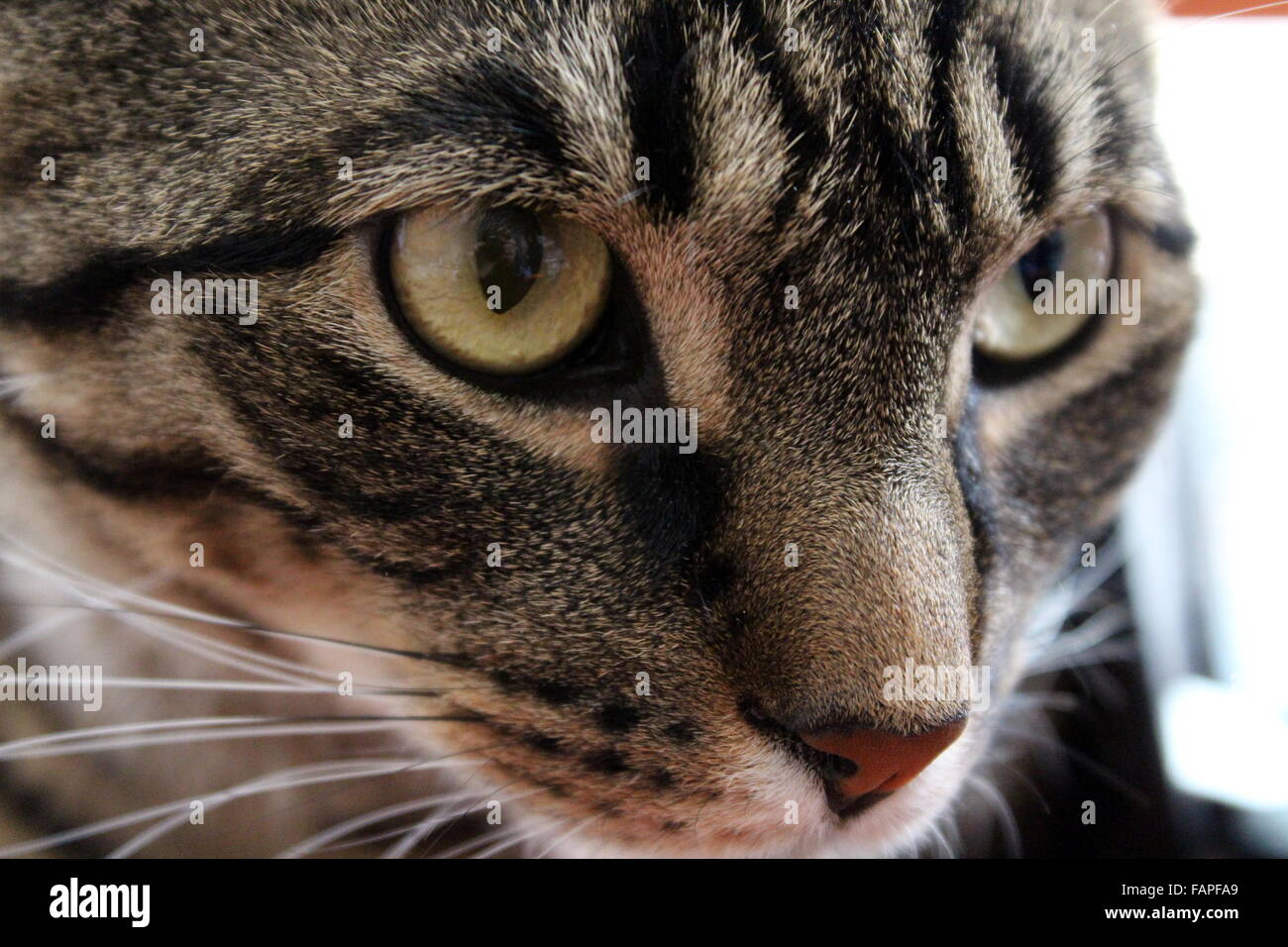Beautiful close up of tiger cat's green eyes and striking markings as ...