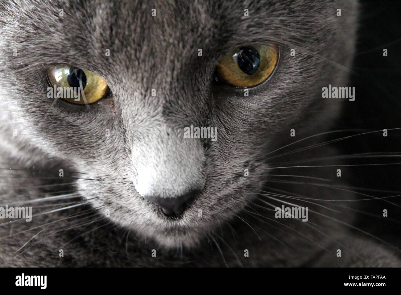 Beautiful face of gray cat with brilliant green eyes and long whiskers ...