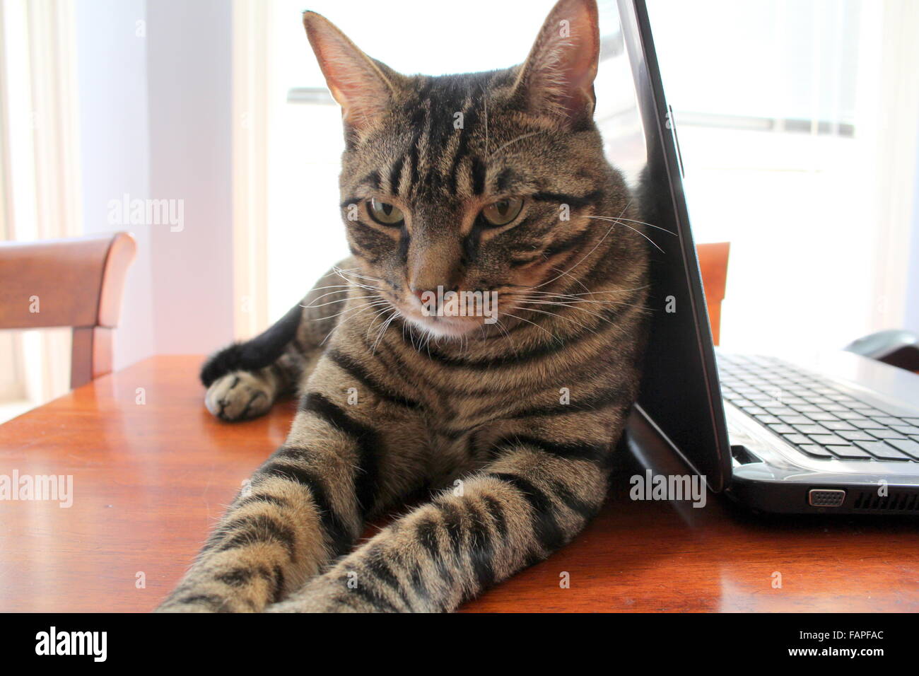 Sleepy tiger kitty leaning against laptop computer, stretched out on ...