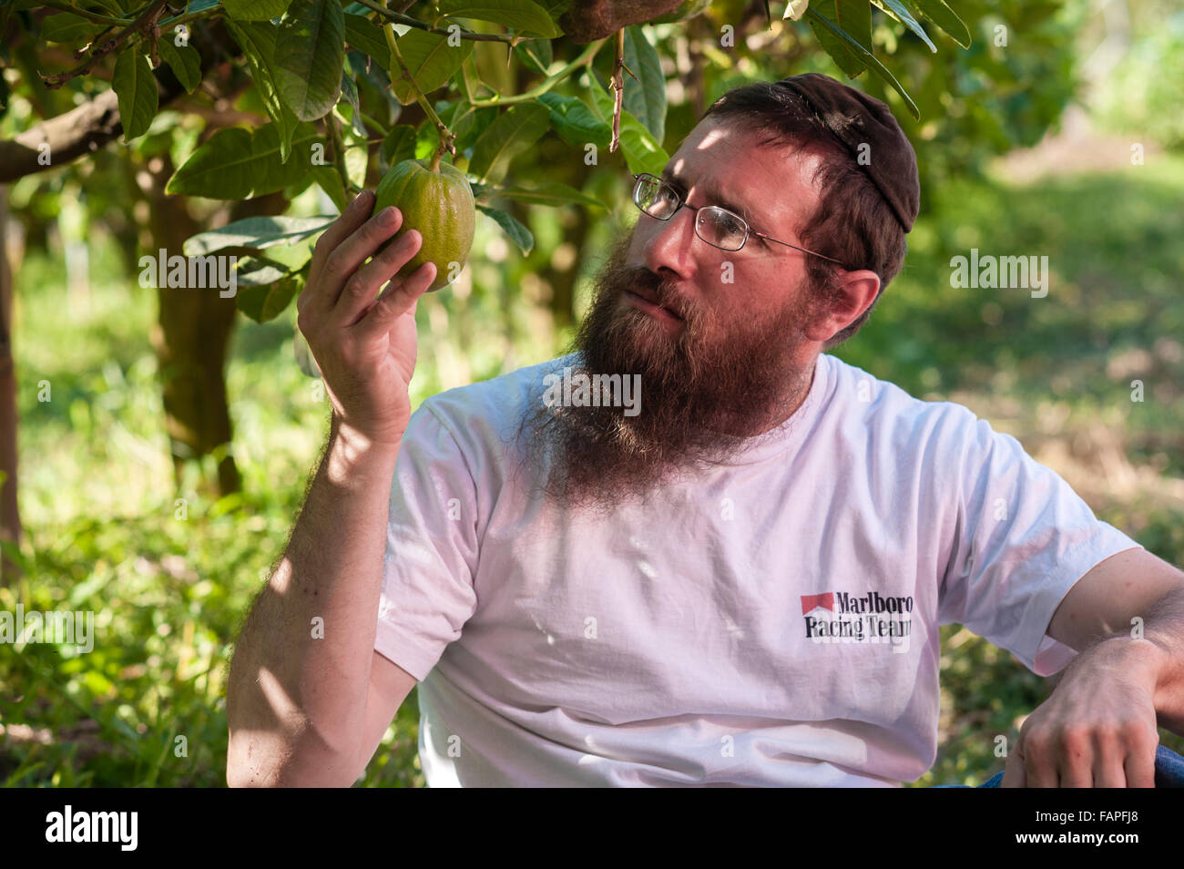 Calabria, Italy. An orthodox Lubavitcher Jewish citron merchant in a ...