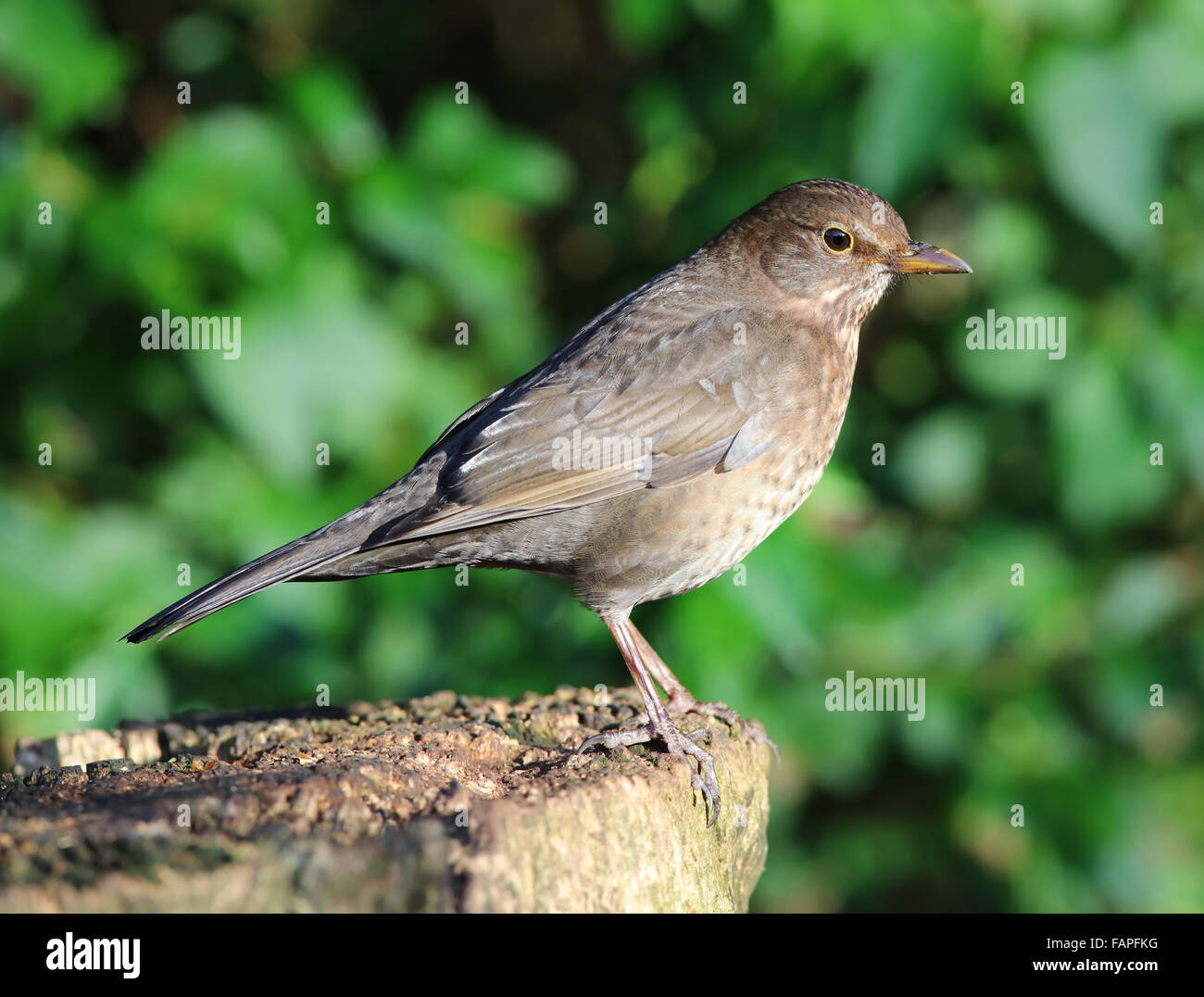 Female blackbird hi-res stock photography and images - Alamy