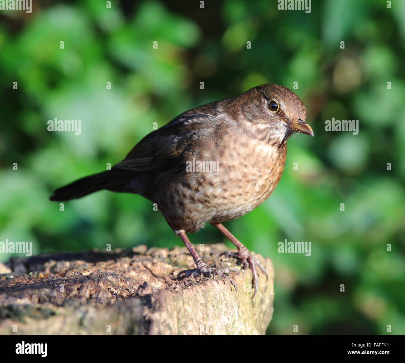 Female blackbird hi-res stock photography and images - Alamy
