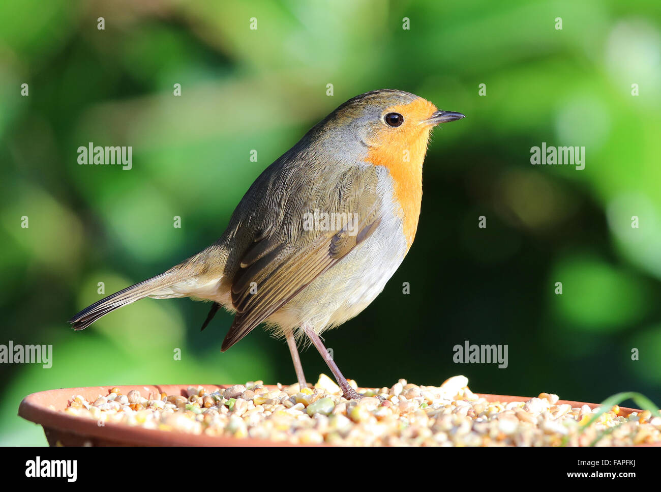 Close up of a Robin Stock Photo - Alamy