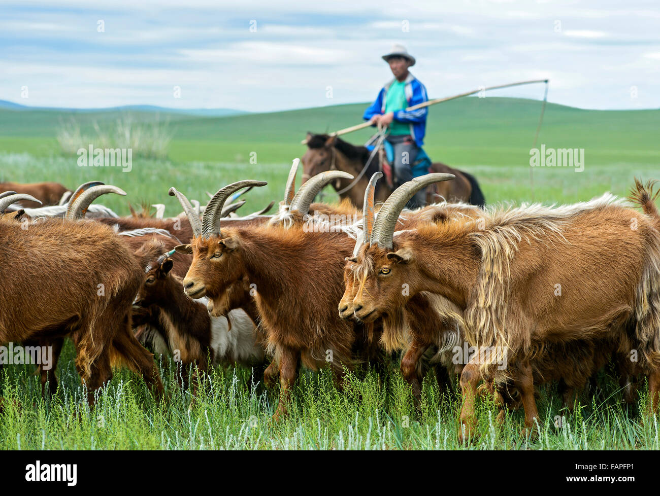 Mongolia livestock goat hi-res stock photography and images - Alamy