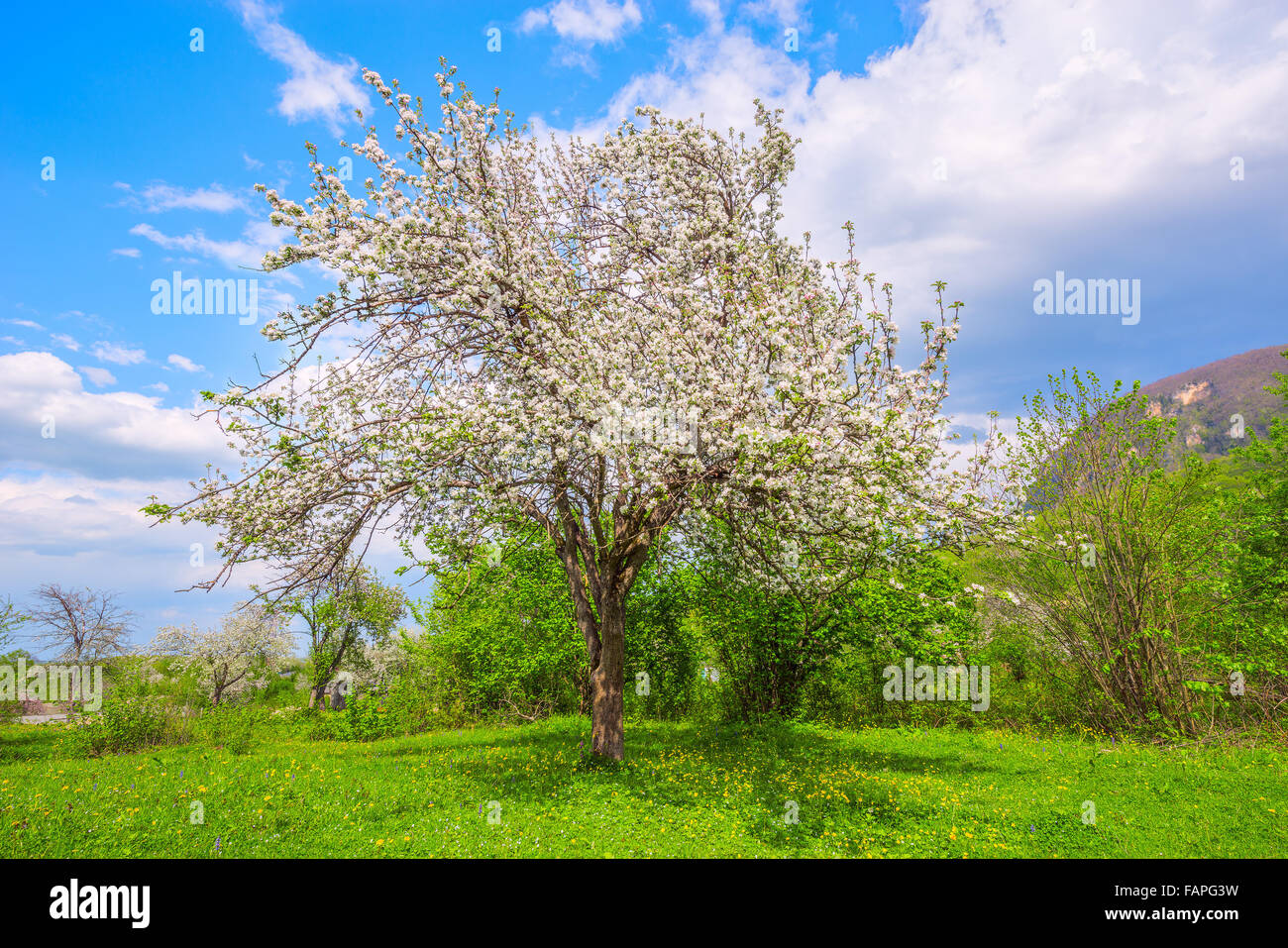 Apple tree in the garden of the village Stock Photo - Alamy