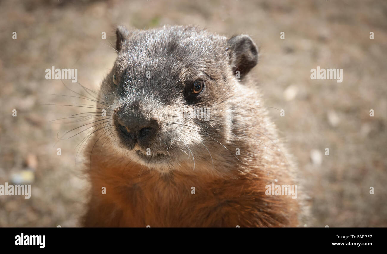Groundhog thinking hi-res stock photography and images - Alamy