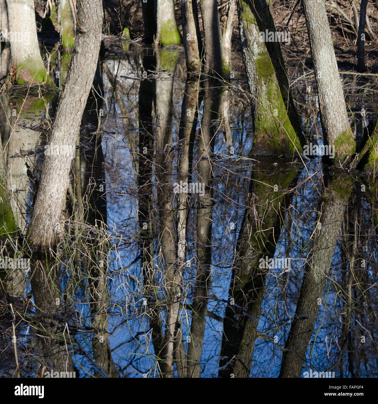 Tree trunks in flood waters Stock Photo - Alamy