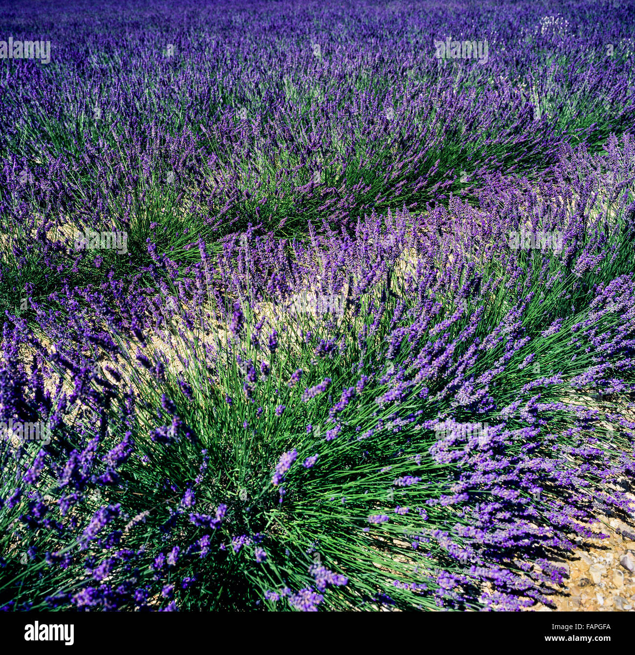 Blooming lavender field, Vaucluse, Provence, France, Europe Stock Photo ...