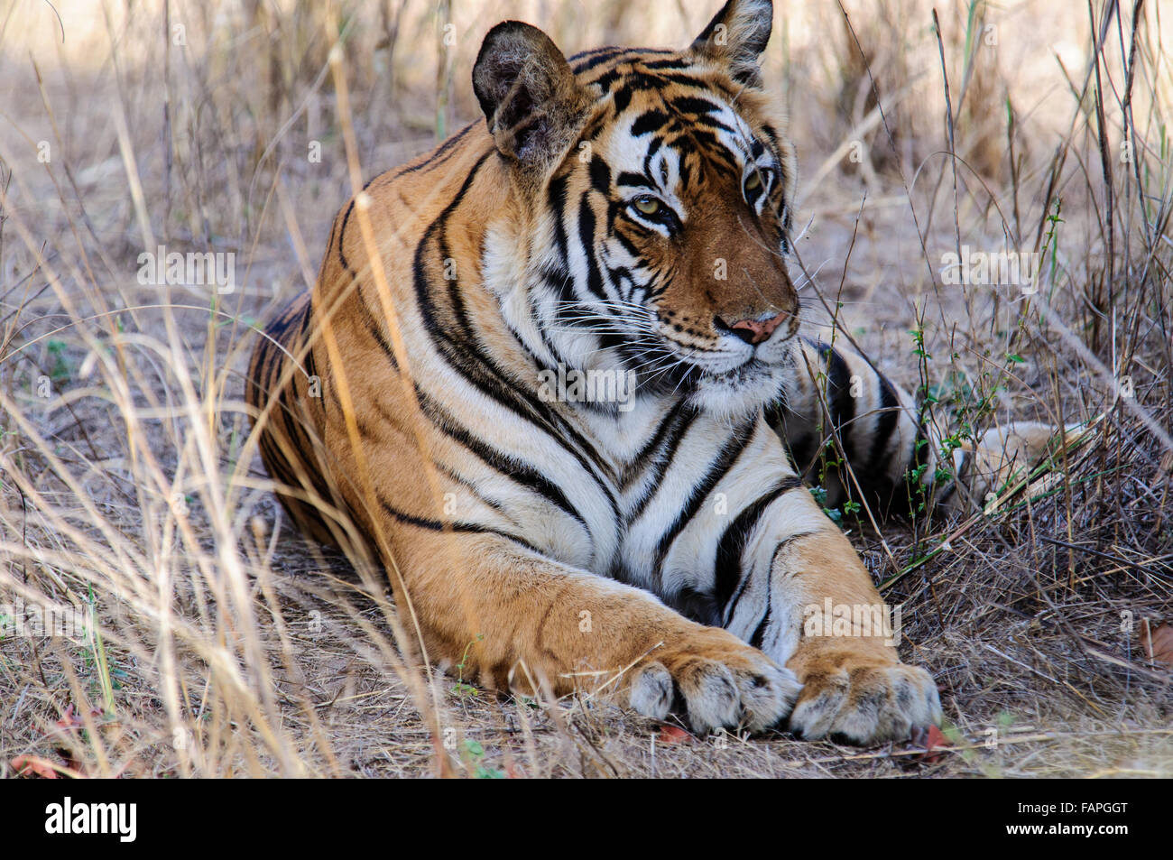 Tiger sitting in the bush in Kanha Stock Photo - Alamy