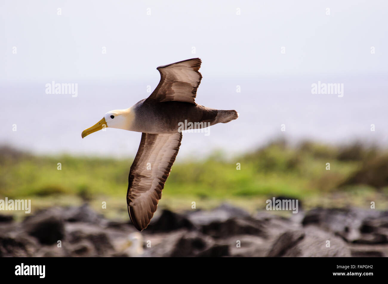 Waved Albatross in flight Stock Photo - Alamy