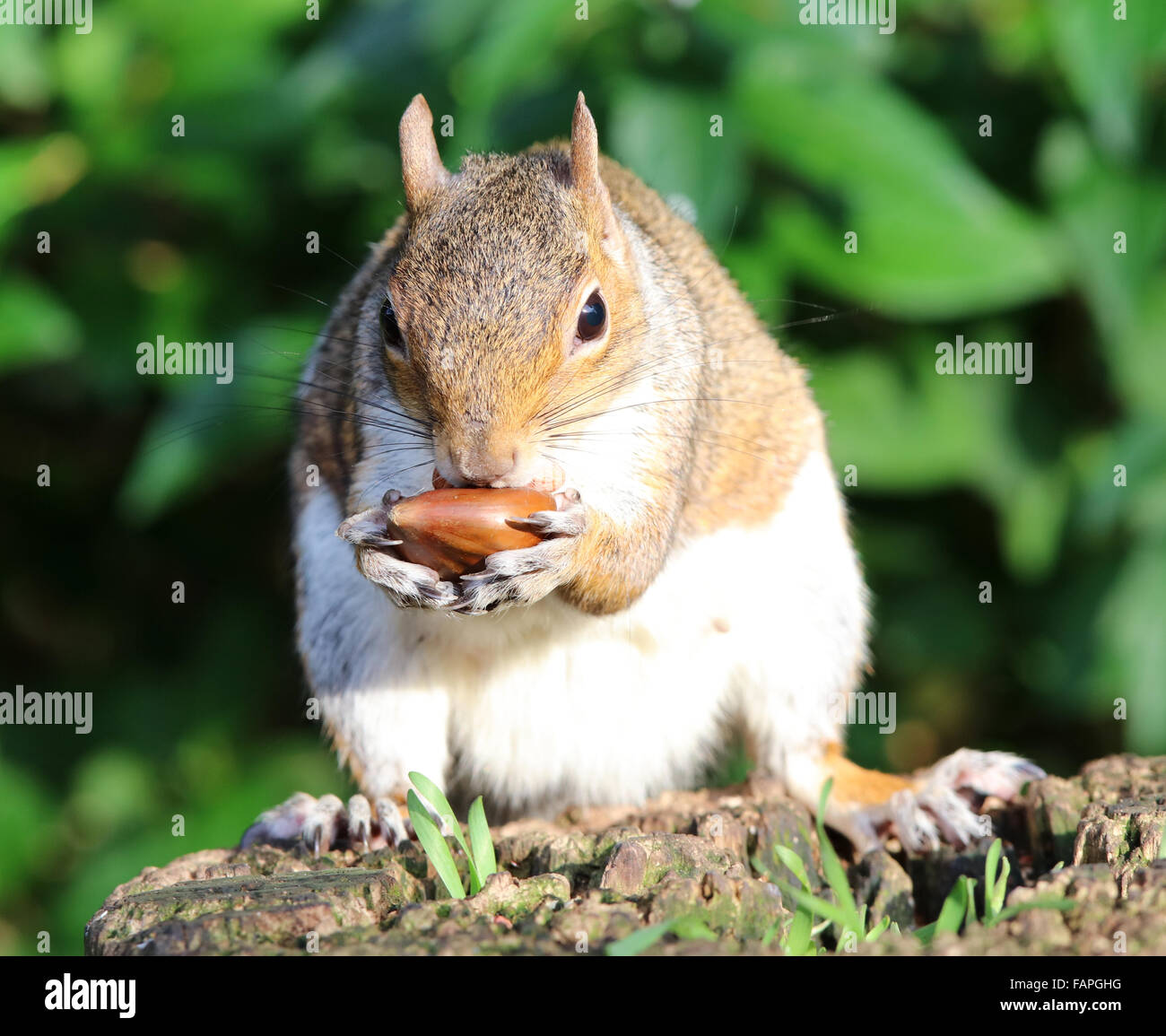 Close up of a Grey Squirrel eating Chestnuts on a tree trunk in autumn ...