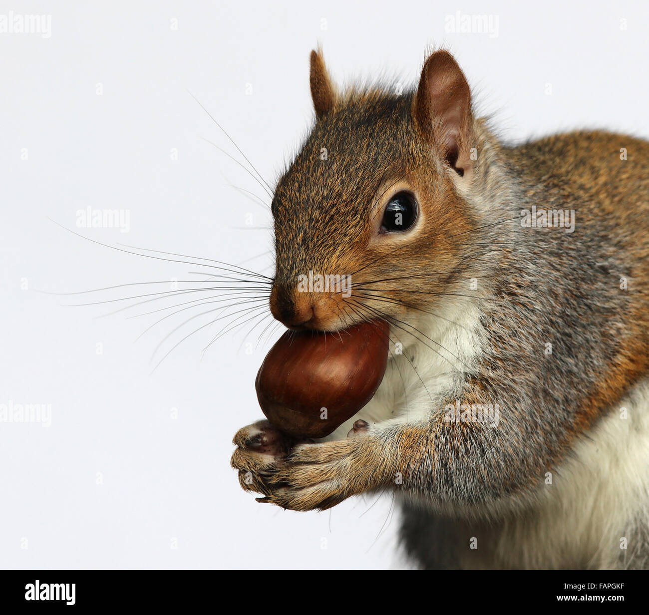 Close up of a Grey Squirrel eating Chestnuts on a tree trunk in autumn ...