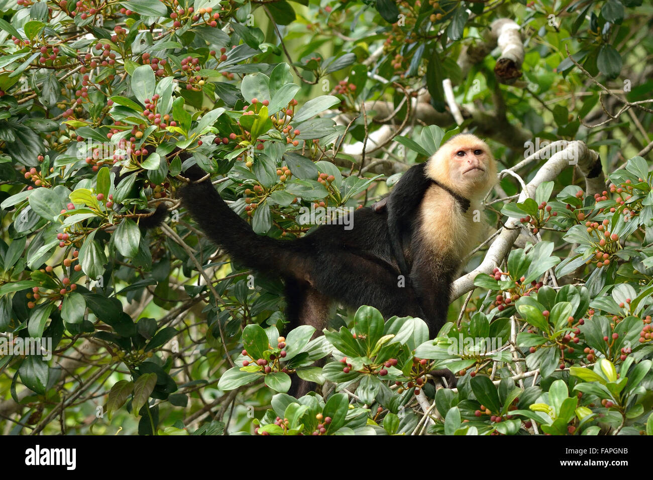 Black and white capuchin monkey hi-res stock photography and images - Alamy