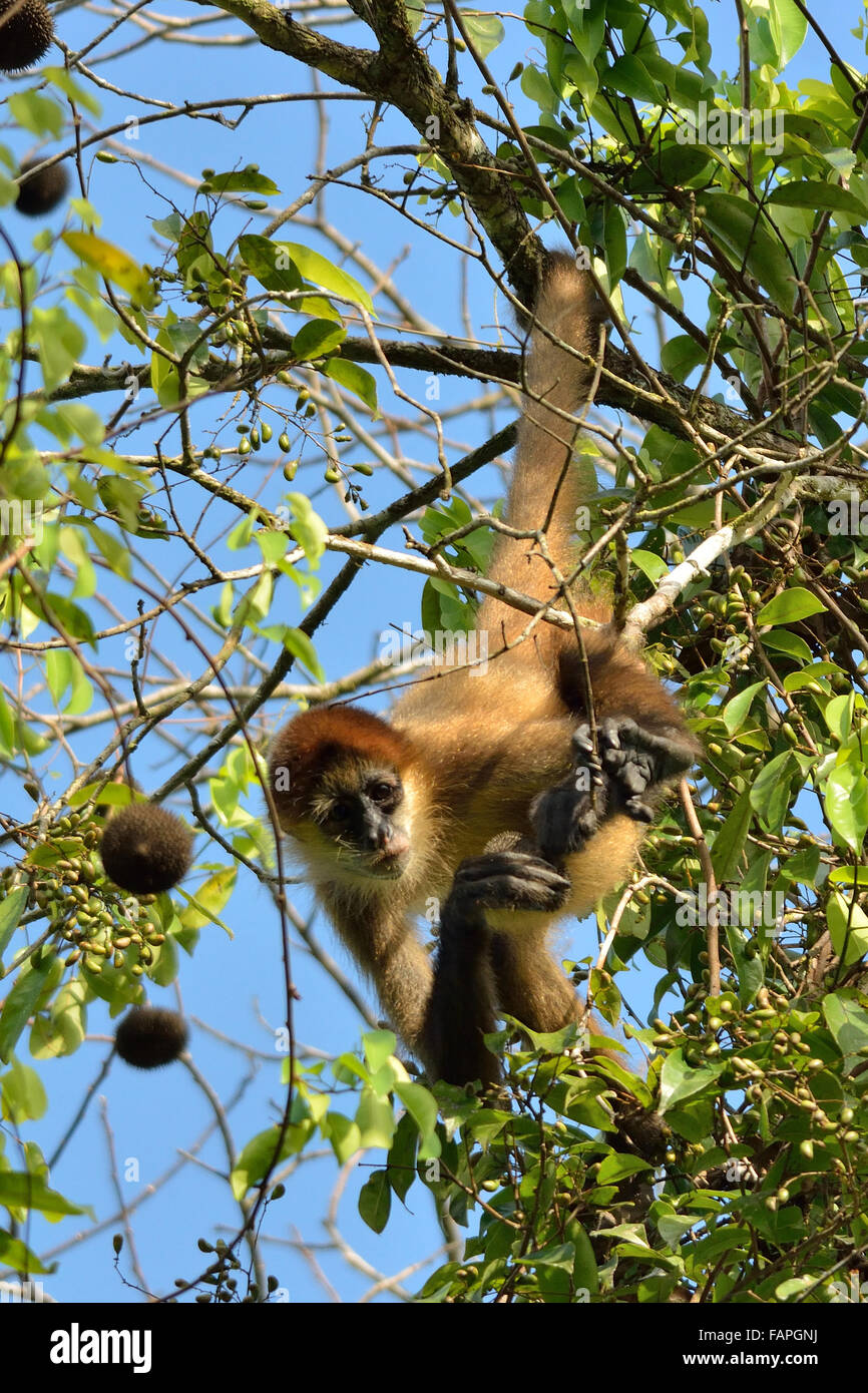 Honduras rainforest spider monkey hi-res stock photography and images ...