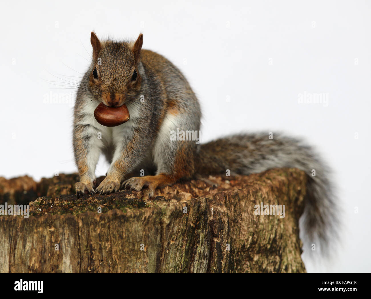 Close up of a Grey Squirrel eating Chestnuts on a tree trunk in autumn ...