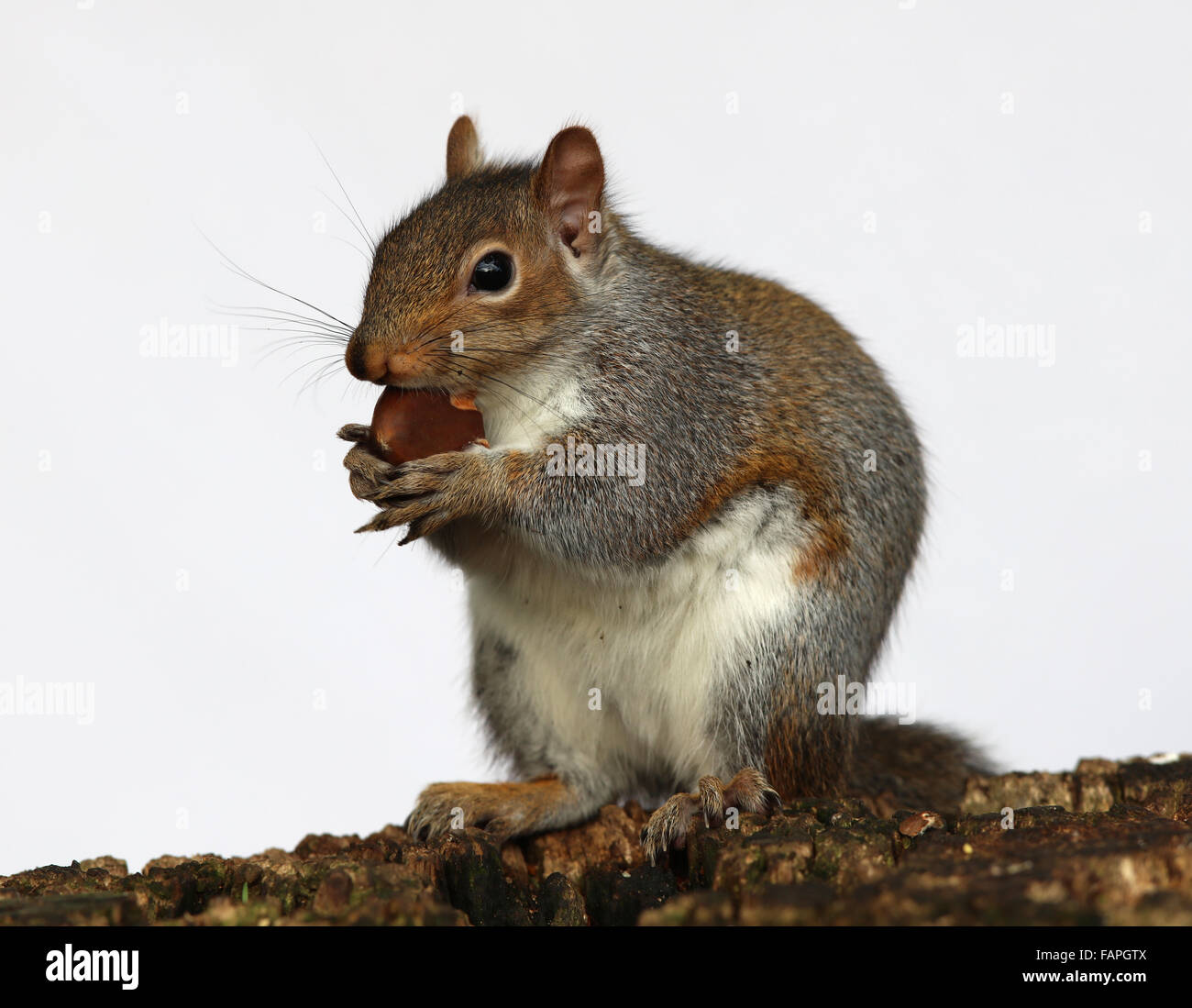 Close up of a Grey Squirrel eating Chestnuts on a tree trunk in autumn ...
