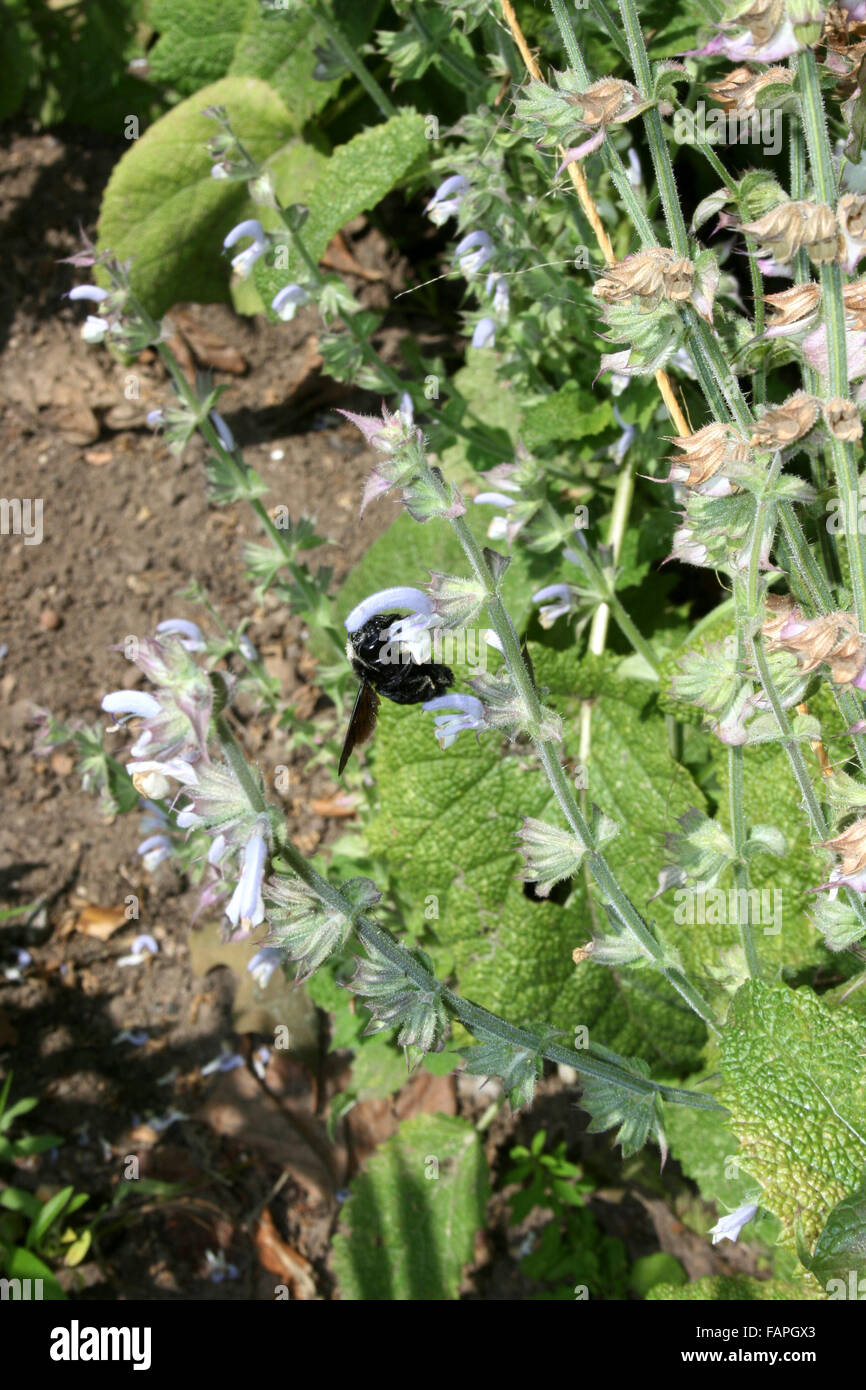 Industrious insect hi-res stock photography and images - Alamy